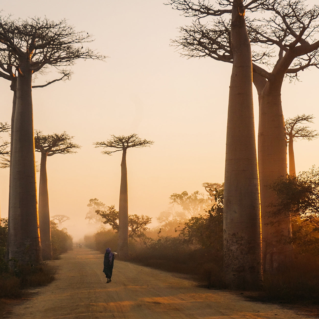 Happy New Year | Colour inspiration baobab sunrise, Madagascar – Shear ...